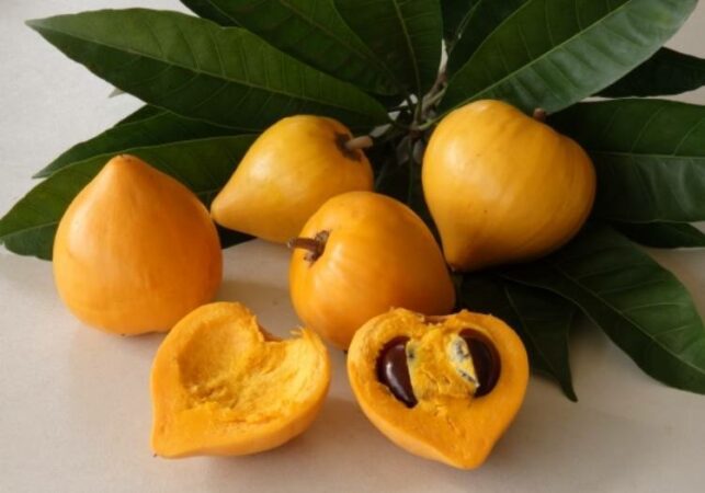 5 Jenis Buah Sawo yang Ada di Dunia, Ternyata Beragam!