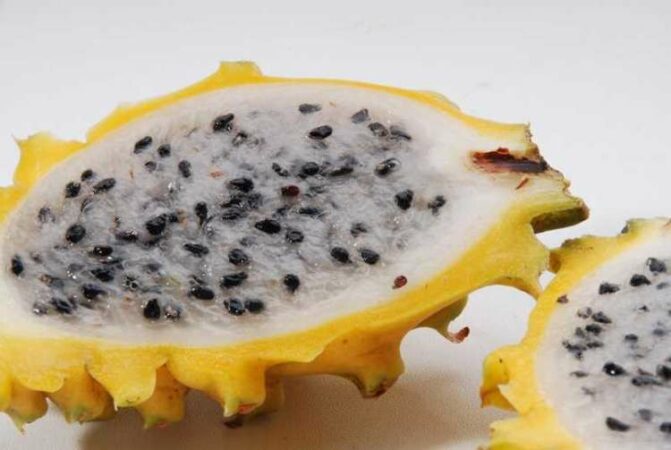 Ciri-ciri Buah Naga Sesuai dengan Jenis atau Spesiesnya