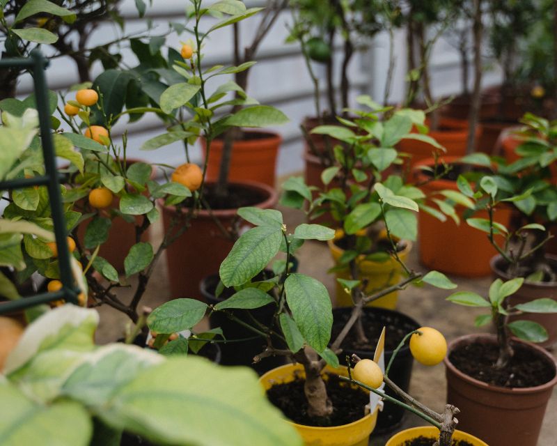 Rekomendasi Tanaman Buah Dalam Pot Yang Mudah Ditanam
