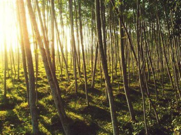 Ciri-ciri Pohon Jati Putih Secara Morfologi dan Kelebihannya