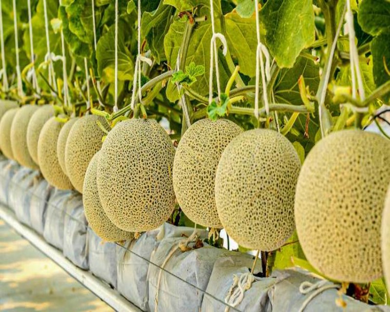 10 Bibit Melon Terbaik, Budidaya Mudah & Panen Melimpah