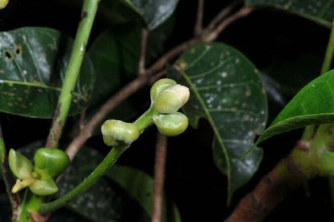 Ciri-ciri Buah Kenari, Morfologi Pohon dan Manfaatnya - Berkebun