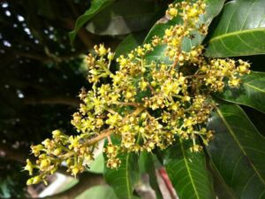 Ciri-Ciri Pohon Mangga Secara Morfologi dan Jenisnya