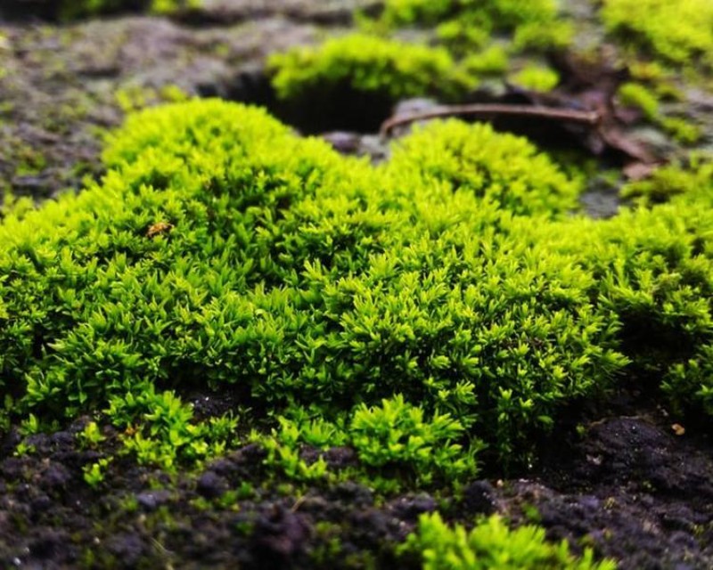 4 Cara Budidaya Lumut dari Awal sampai Panen (Mudah)