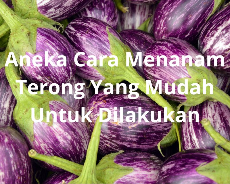 Aneka Cara Menanam Terong Yang Mudah Untuk Dilakukan