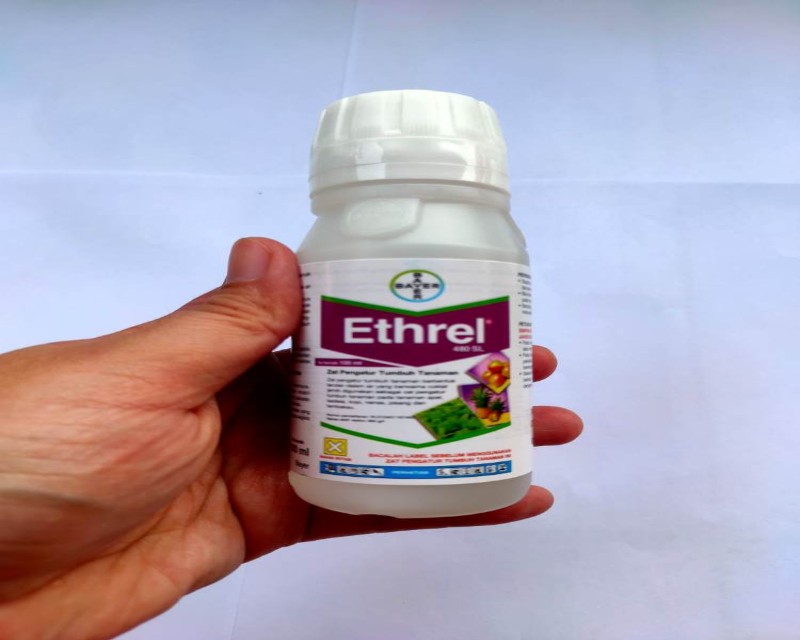 Cara Pakai Ethrel untuk Pisang, Mangga, Nanas, dan Lainnya