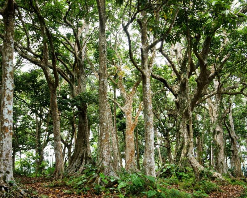 Ciri-ciri Buah Kenari, Morfologi Pohon dan Manfaatnya - Berkebun