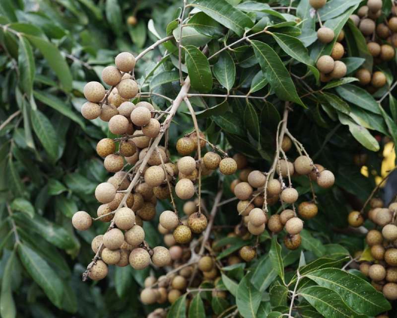 Ciri-ciri Pohon Kelengkeng Berdasarkan Morfologi & Jenisnya