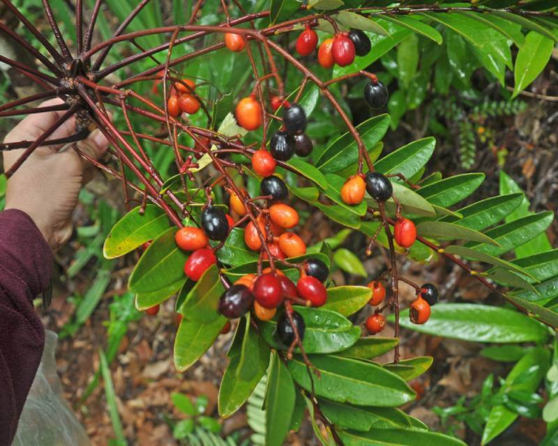 Ciri-ciri Pohon Pasak Bumi, Taksonomi, Hingga Kegunaannya