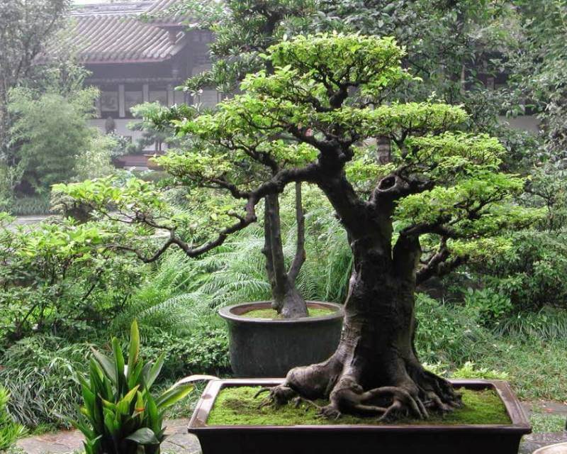 Apa Ciri-ciri Pohon Serut? Ini Karakteristik dan Jenisnya - Berkebun