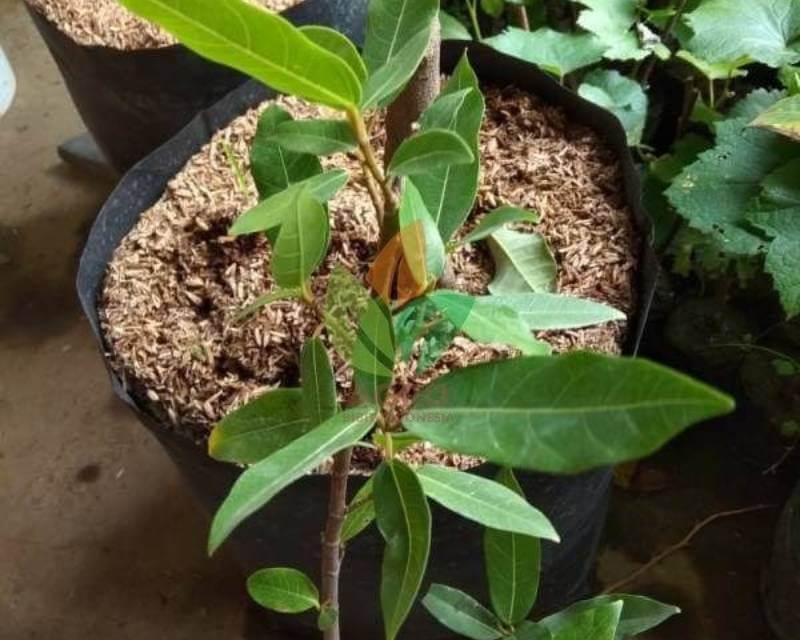 Ciri Daun Pohon Loa, Buah dan Morfologi Lainnya Lengkap