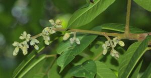 Ciri-ciri Buah Kenari, Morfologi Pohon dan Manfaatnya - Berkebun