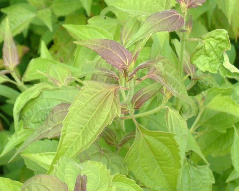 5 Jenis Gulma Berdaun Lebar, Ciri-ciri dan Cara Mengatasinya