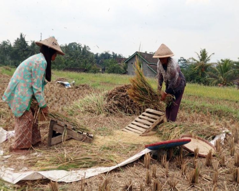 3 Jenis Mesin Panen Padi Modern yang Memudahkan Pekerjaan 3 Jenis Mesin Panen Padi Modern yang Memudahkan Pekerjaan