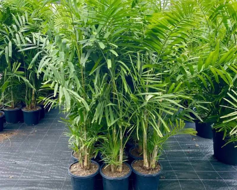 Tanaman Palem Jari: Klasifikasi, Ciri, Kegunaan dan Keunggulannya