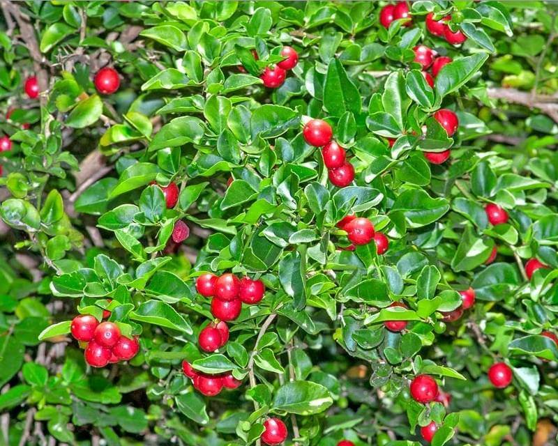 Sejarah Pohon Jeruk Kingkit, Ciri dan Cara Merawatnya - Berkebun