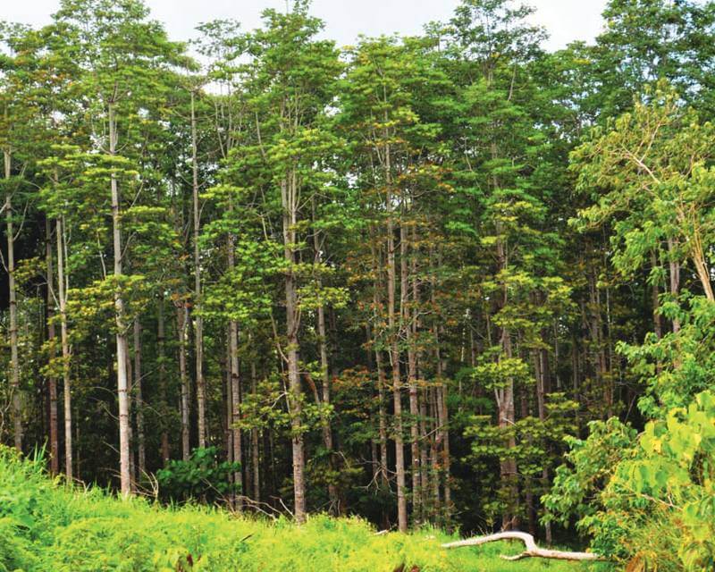 Ciri Pohon Kaliage di Hutan dan Perawatan Saat Dijadikan Bonsai