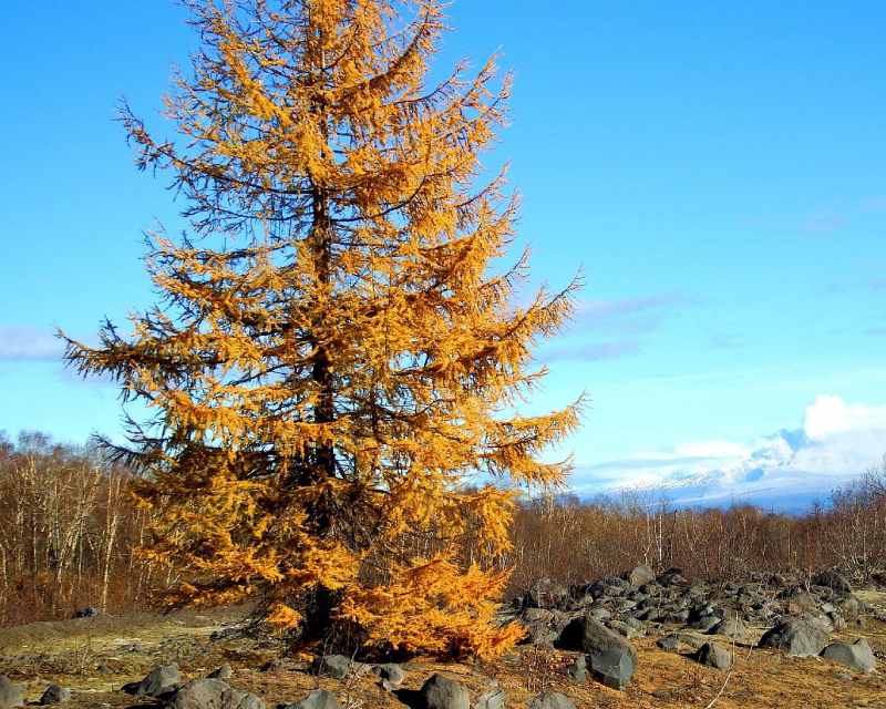 Ciri-ciri Pohon Larch, Tumbuhan Hutan yang Bisa Dibonsai
