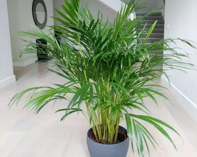 10 Jenis Pohon Palem Hias, Karakteristik dan Manfaatnya