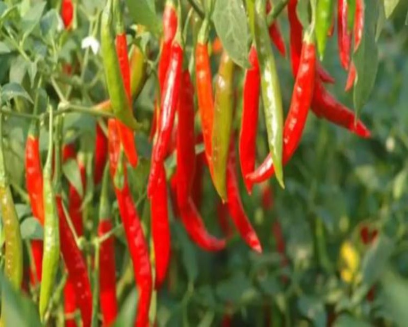 6 Rekomendasi Pupuk Perangsang Akar Tanaman Cabe Terbaik