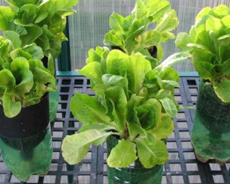 4 Cara Menanam Sawi Hidroponik Botol Agar Panen Melimpah