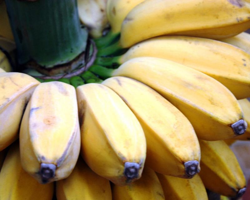 11 Panduan Mudah Budidaya Pisang Kepok, Dijamin Berhasil!