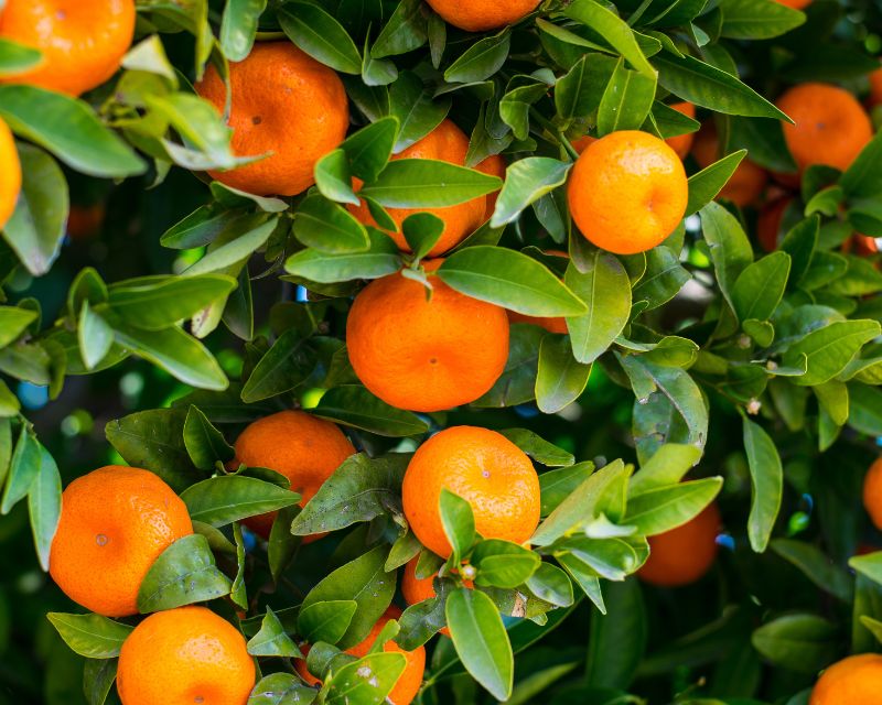 Inilah 7 Cara Menanam Jeruk Dengan Teknik Stek