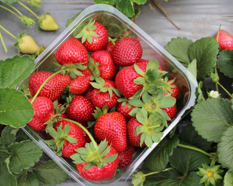 Cara Menanam Stroberi yang Mudah Untuk Dilakukan - Berkebun