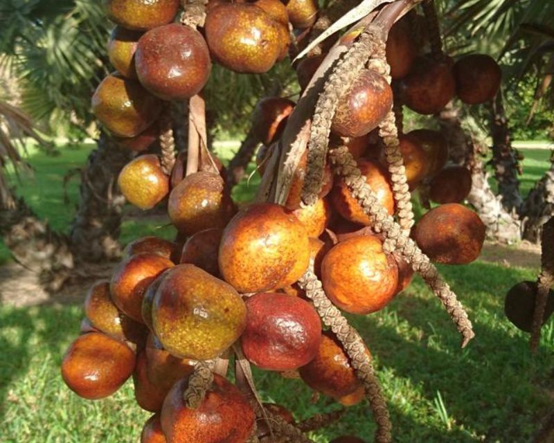 Praktis, Mudah 6 Cara Mengolah Buah Zuriat Serta Manfaatnya