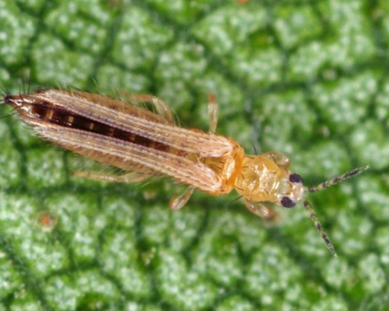 Inilah 7 Cara Menanam Jeruk Dengan Teknik Stek