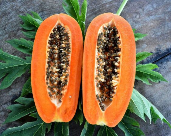 Tips Membuat Pohon Pepaya Pendek Dan Lebat dan Jenisnya