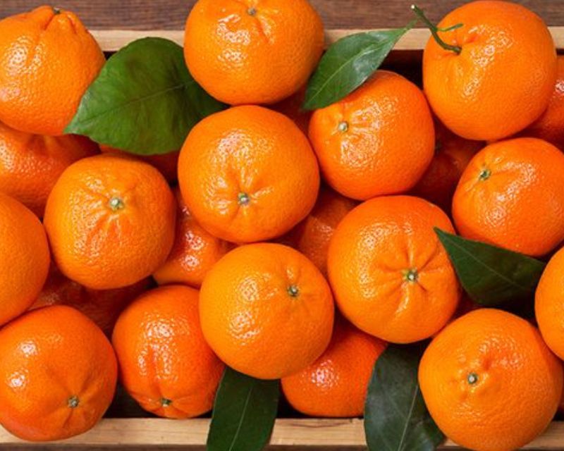 Inilah 7 Cara Menanam Jeruk Dengan Teknik Stek