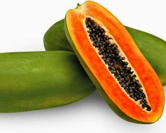 Tips Membuat Pohon Pepaya Pendek Dan Lebat dan Jenisnya