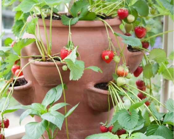 Cara Menanam Stroberi yang Mudah Untuk Dilakukan - Berkebun