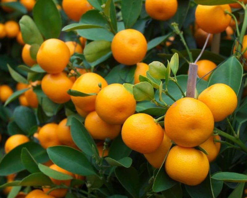 Inilah 7 Cara Menanam Jeruk Dengan Teknik Stek