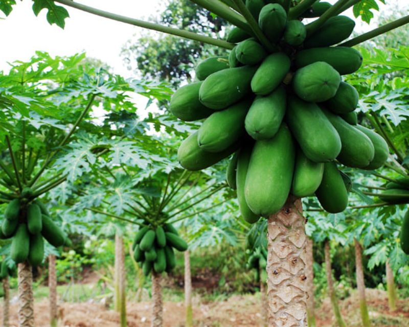 Tips Membuat Pohon Pepaya Pendek Dan Lebat dan Jenisnya