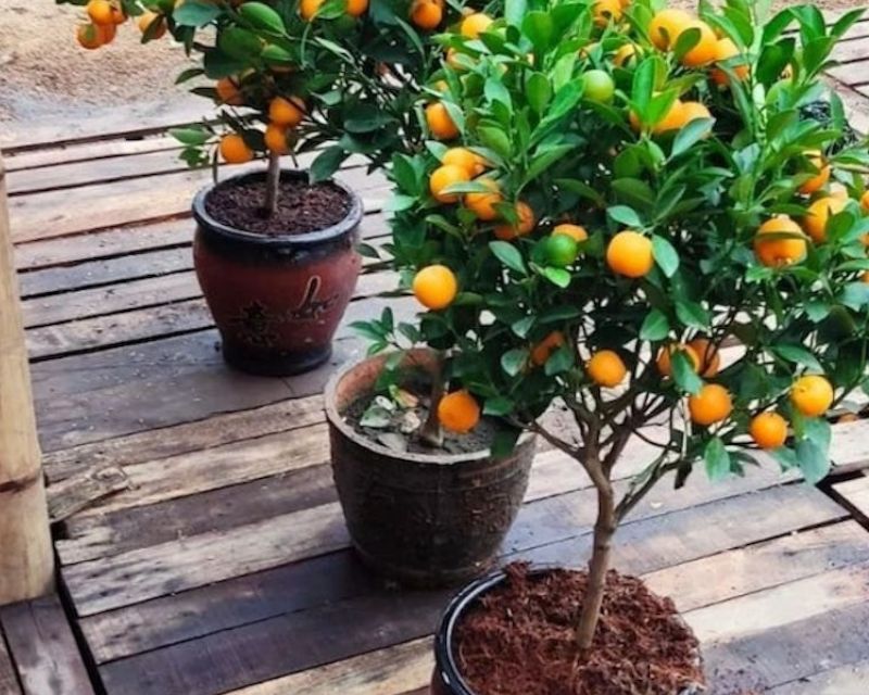 Inilah 7 Cara Menanam Jeruk Dengan Teknik Stek