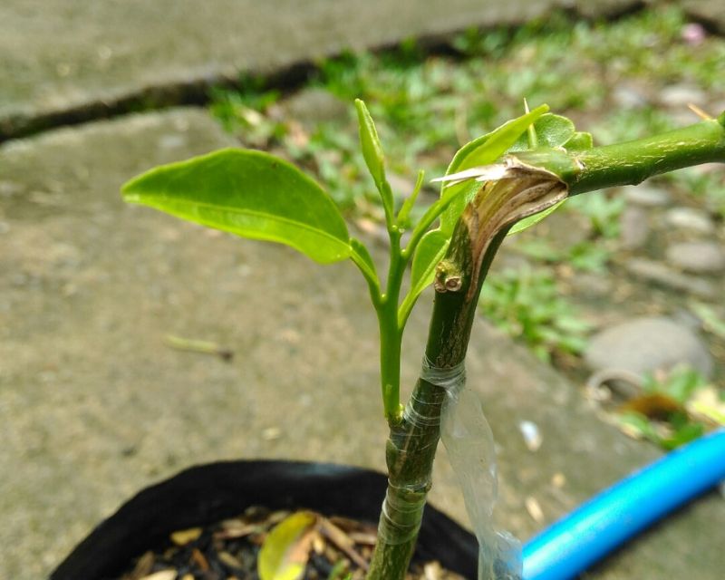 Inilah 7 Cara Menanam Jeruk Dengan Teknik Stek