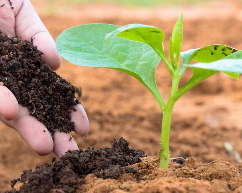 Cara Pembuatan Pupuk Kompos (Step by Step) dan Bahannya