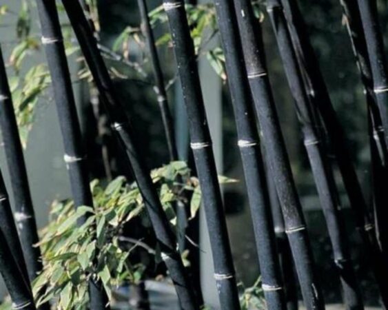 Ragam Jenis Tanaman Bambu di Indonesia - Berkebun