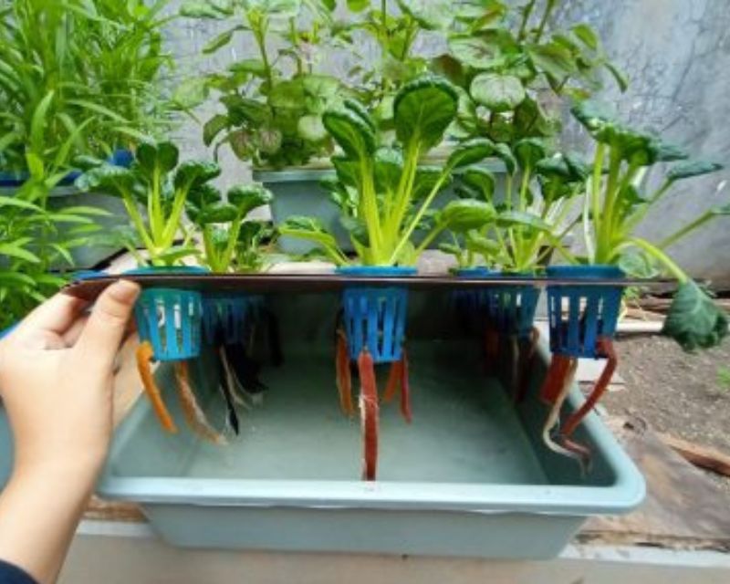 Mengenal Hidroponik Sistem Wick - Berkebun