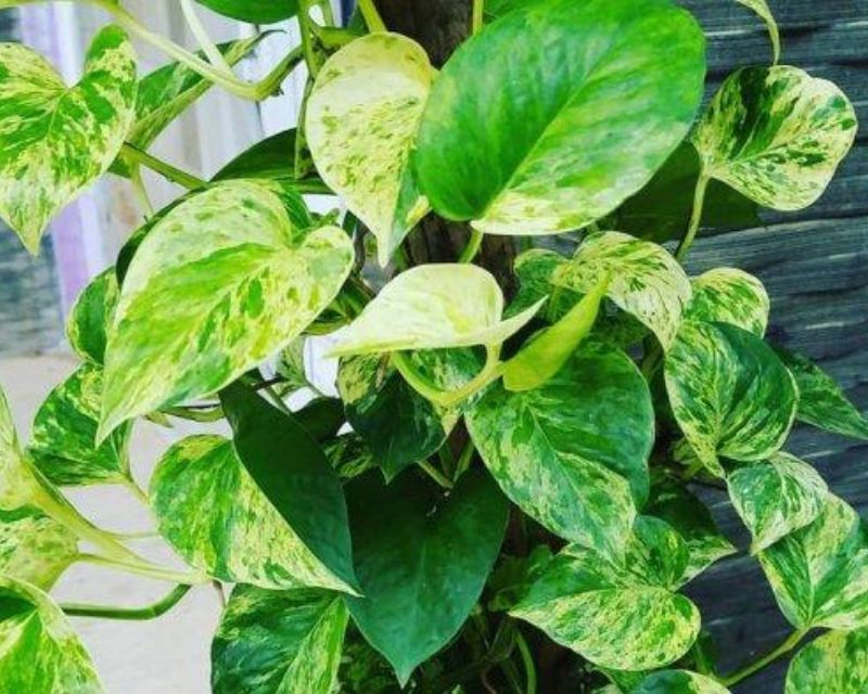 Cara Menanam Tanaman Hias Merambat dengan Sangat Mudah - Berkebun