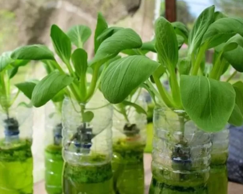 5 Cara Menanam Sayur Di Botol Bekas Air Mineral - Berkebun