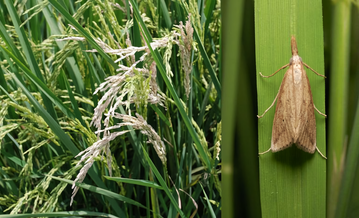 7 Jenis Hama dan Penyakit yang Menyerang Tanaman Padi - Berkebun