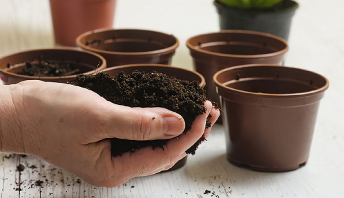 6 Jenis Media Tanam dan Fungsinya untuk Pertumbuhan Tanaman - Berkebun