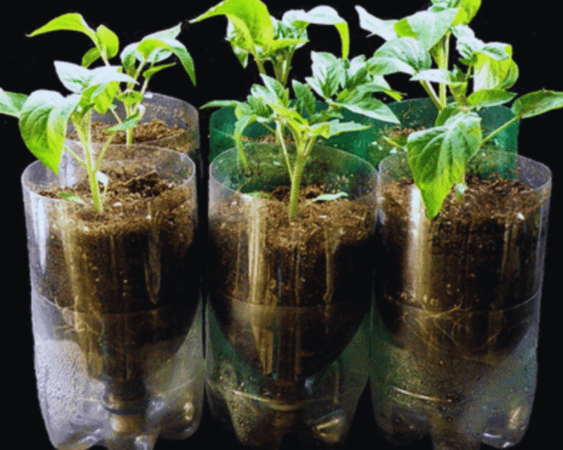 5 Cara Menanam Sayur Di Botol Bekas Air Mineral - Berkebun