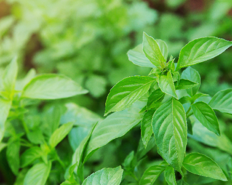 5 Cara Menanam Sayur Di Botol Bekas Air Mineral - Berkebun