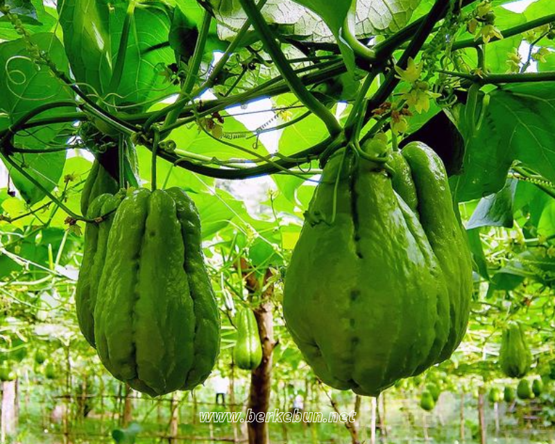 Cara Menanam Labu Siam Agar Berbuah Lebat - Berkebun