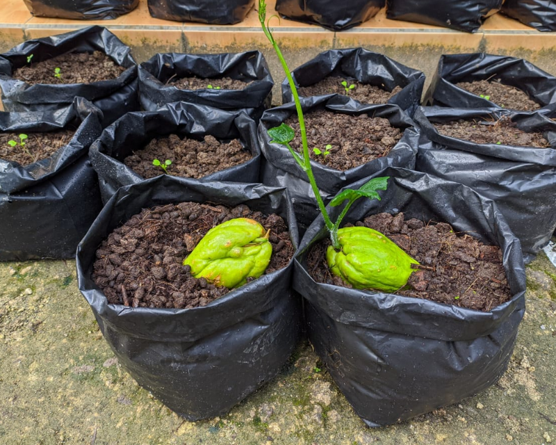 Cara Menanam Labu Siam Agar Berbuah Lebat - Berkebun