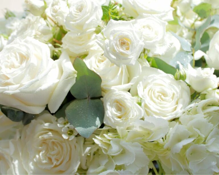 Punya Makna Sakral, Ini Sederet Fakta Unik dan Arti Bunga Mawar Putih ...